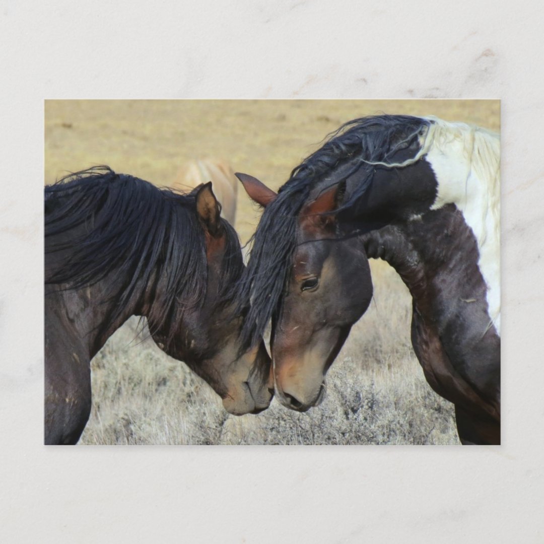 Two Brown Wild Horses Nuzzling Postcard | Zazzle