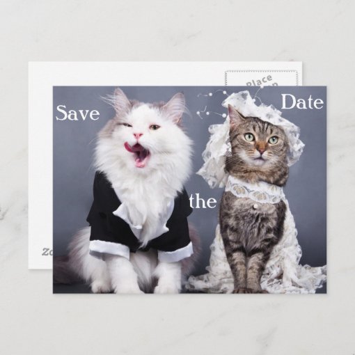 two cute cats announcement postcard | Zazzle