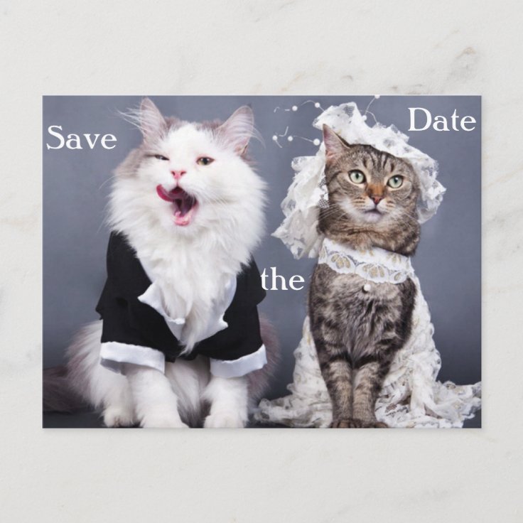 two cute cats announcement postcard | Zazzle
