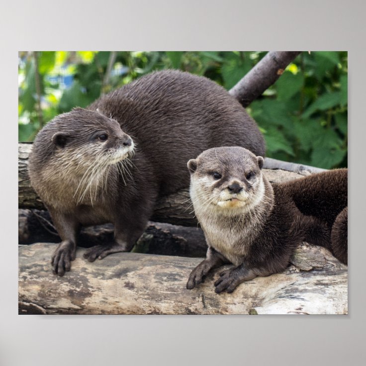 Two Cute Otters | Otter Poster | Zazzle