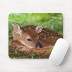 Two day old White-tailed Deer baby, Kentucky. Mouse Pad | Zazzle