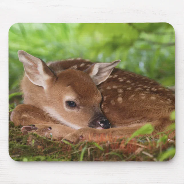 Two day old White-tailed Deer baby, Kentucky. Mouse Pad | Zazzle