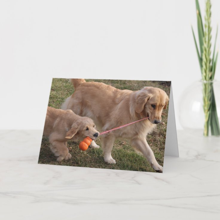 Two Dogs Blank Greeting Card | Zazzle