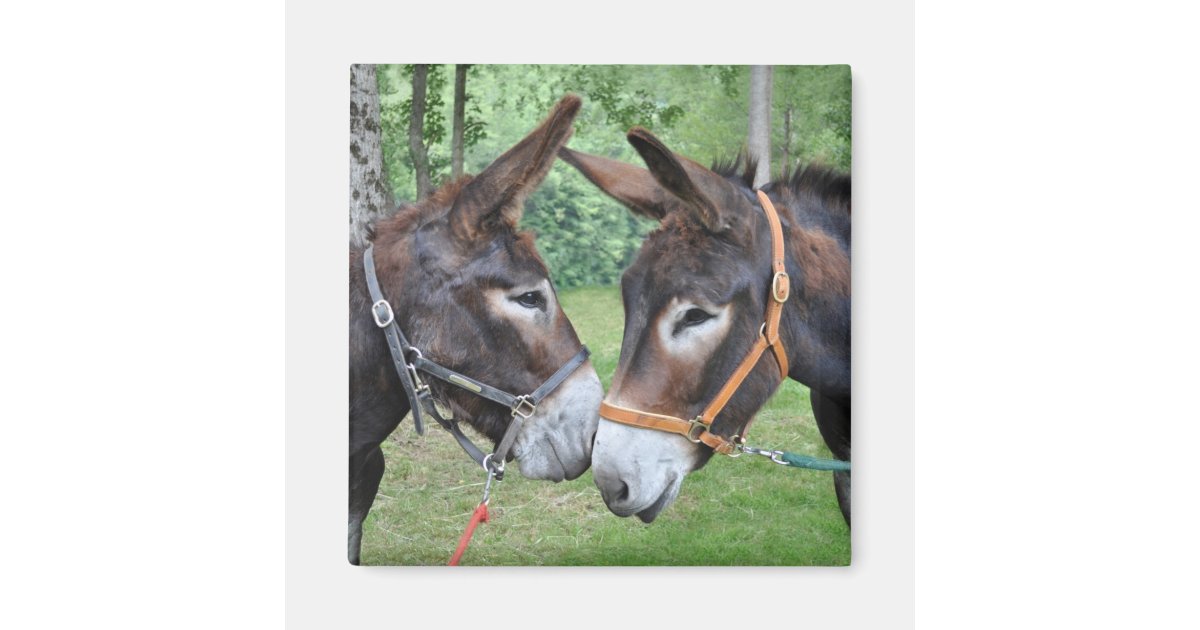 Two donkeys saying hello magnet | Zazzle