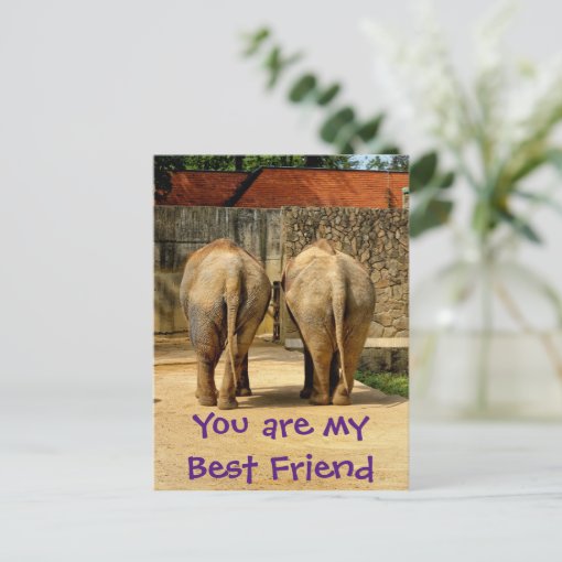 Two elephants - my best friend postcard | Zazzle