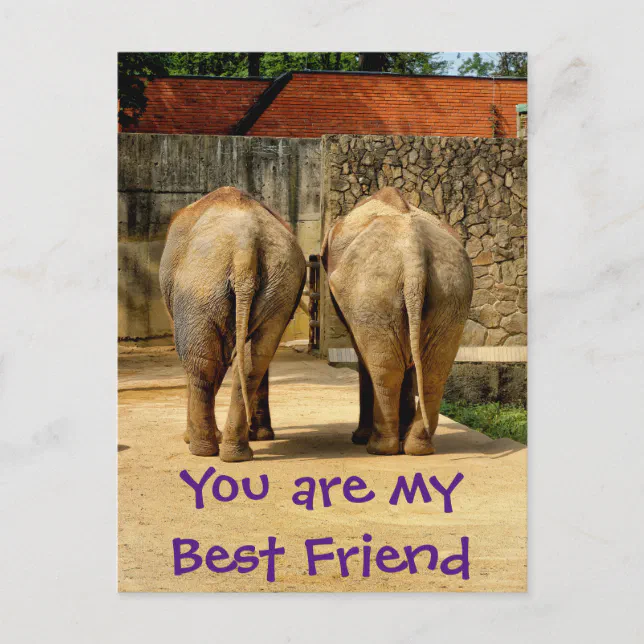 Two elephants - my best friend postcard | Zazzle