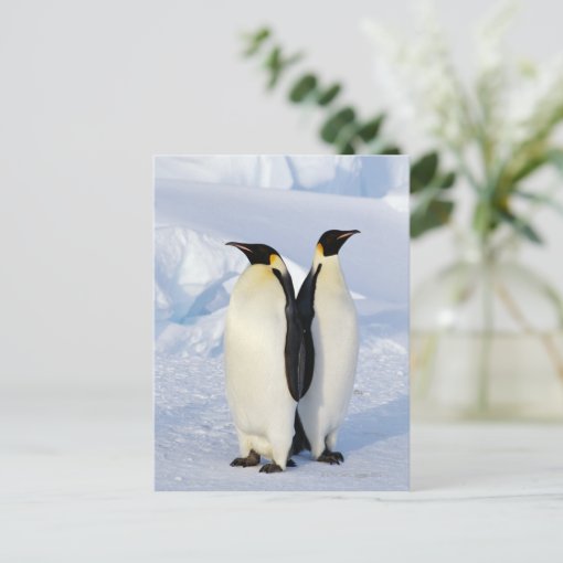Two Emperor Penguins in Antarctica Postcard | Zazzle