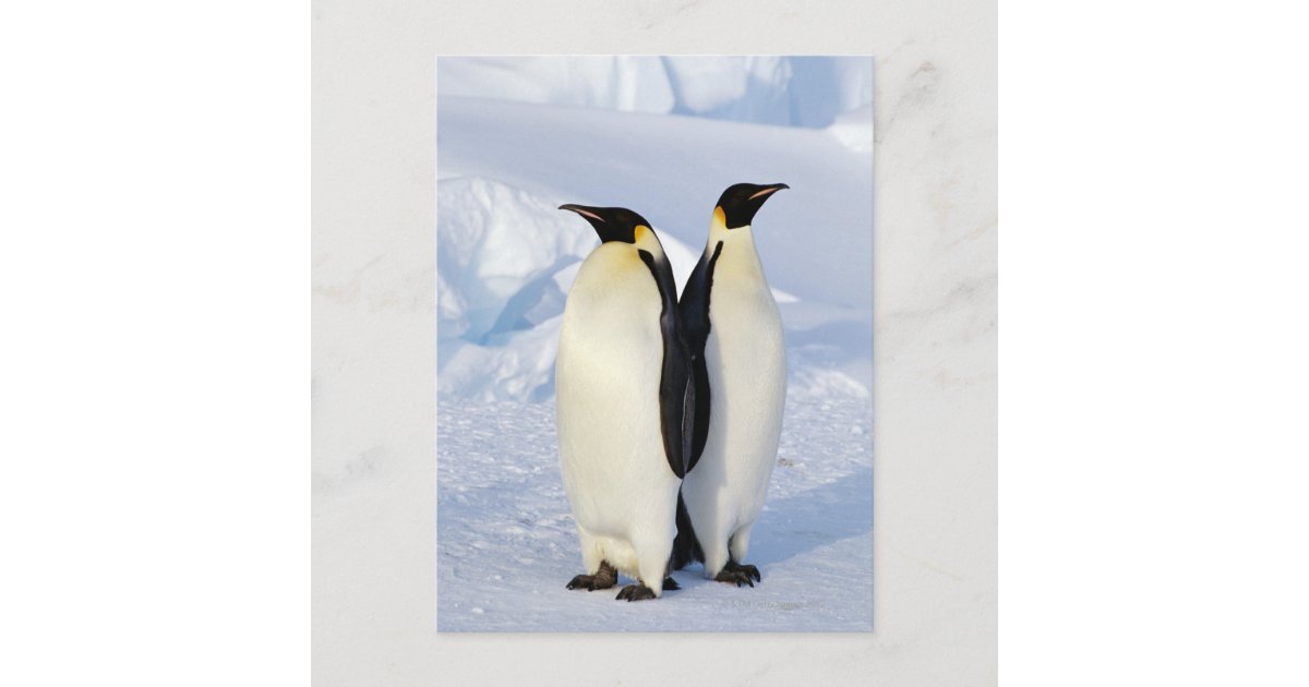 Two Emperor Penguins in Antarctica Postcard | Zazzle