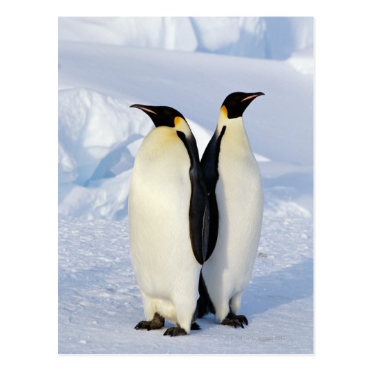 Two Emperor Penguins in Antarctica Postcard | Zazzle.com