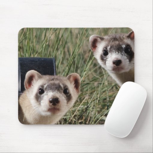 Two Ferrets Mouse Pad | Zazzle