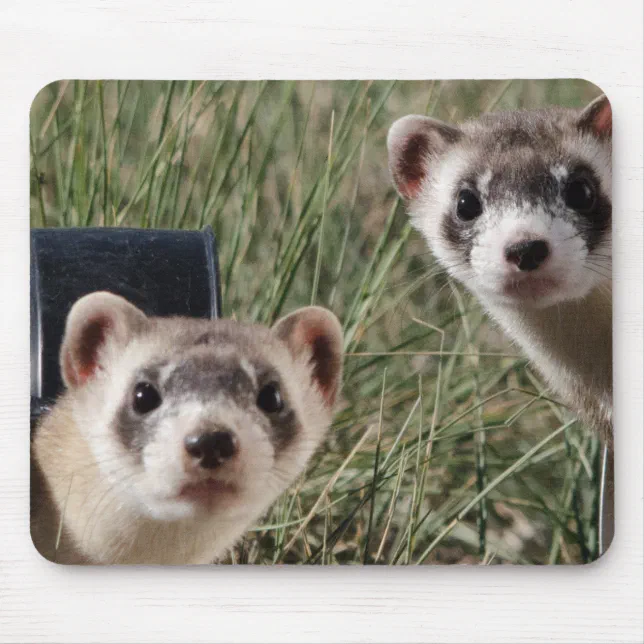 Two Ferrets Mouse Pad | Zazzle