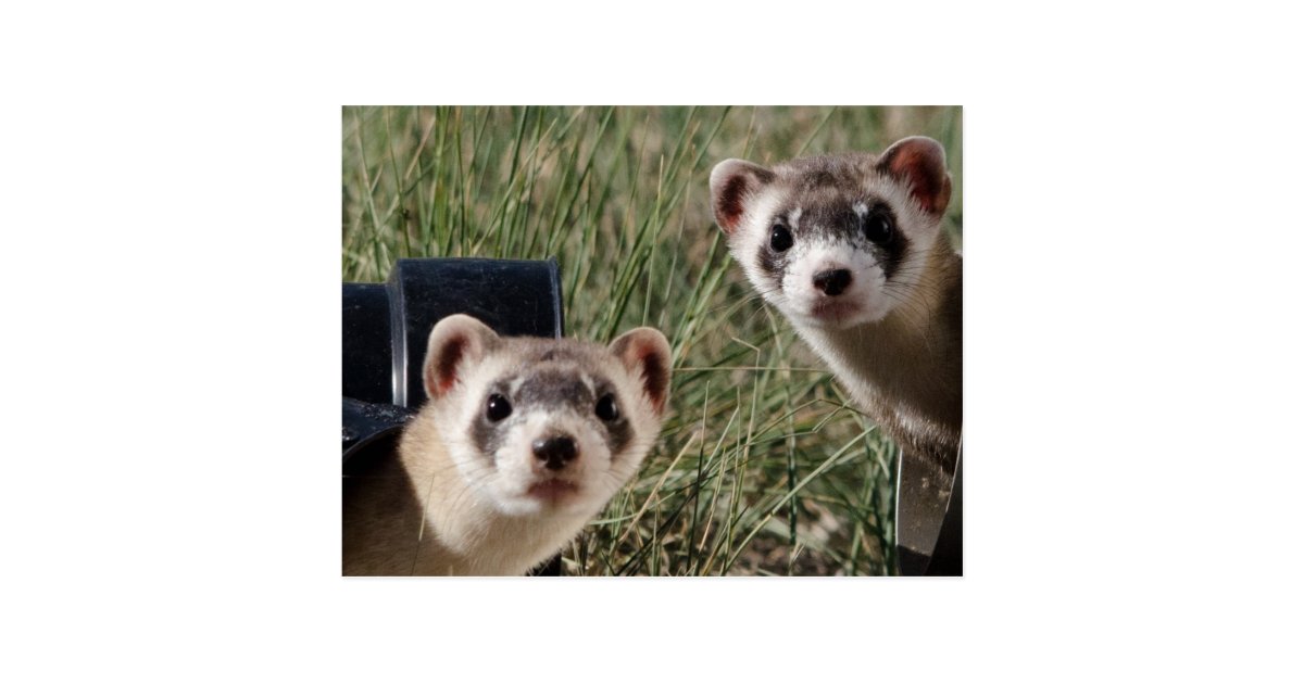 Two Ferrets Postcard | Zazzle.com