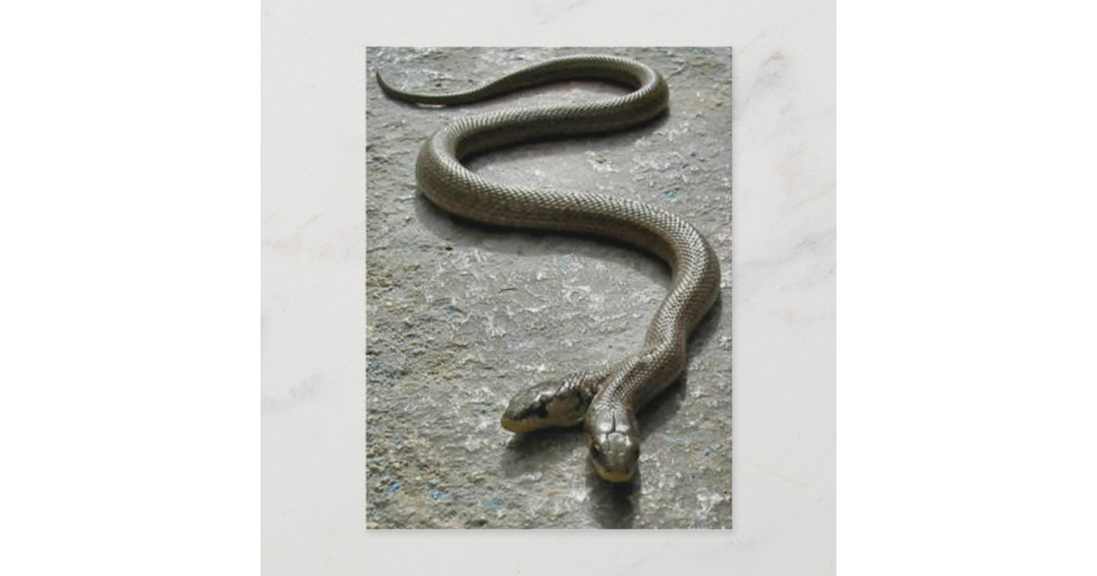 Two Headed Snake Postcard | Zazzle