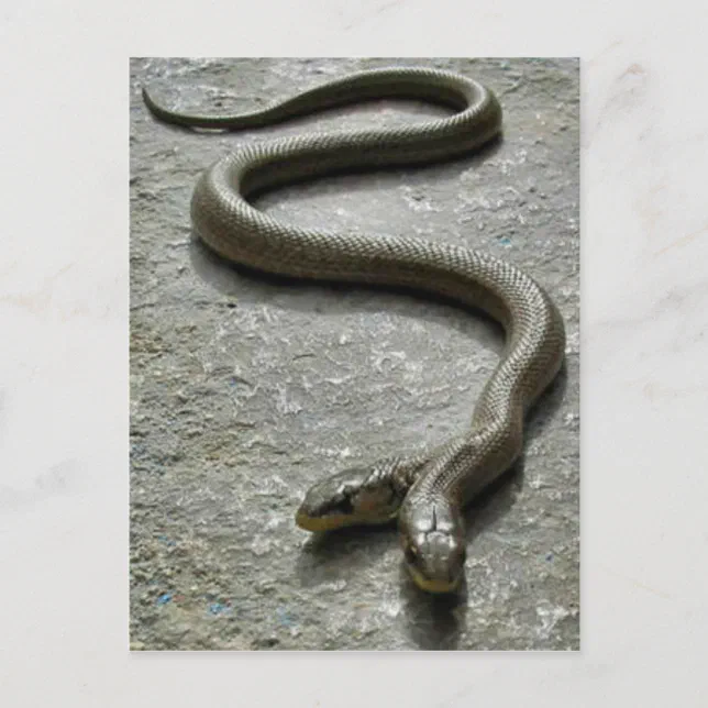 Two Headed Snake Postcard | Zazzle