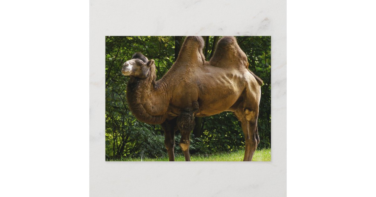 Two Humped Camel Postcard | Zazzle