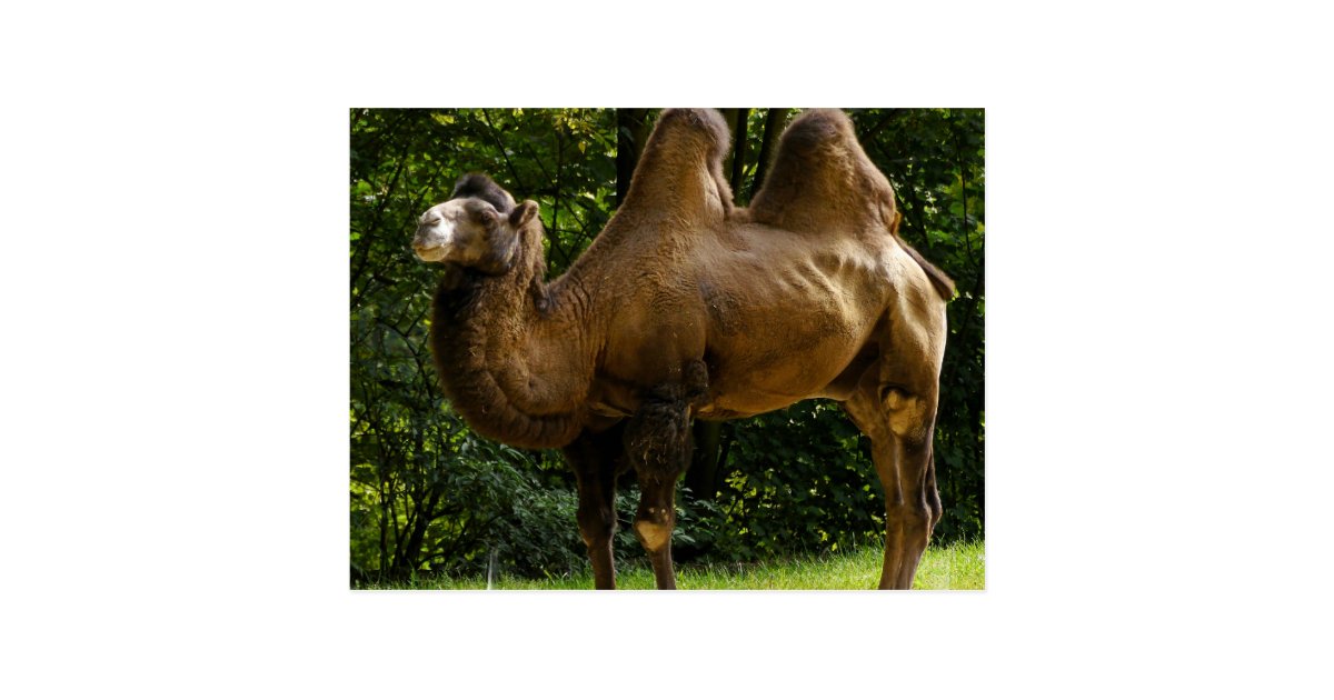 Two Humped Camel Postcard | Zazzle.com