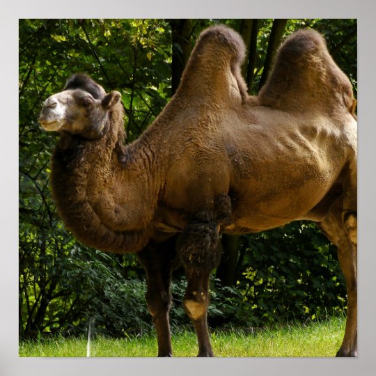 Two Humped Camel Poster | Zazzle.com