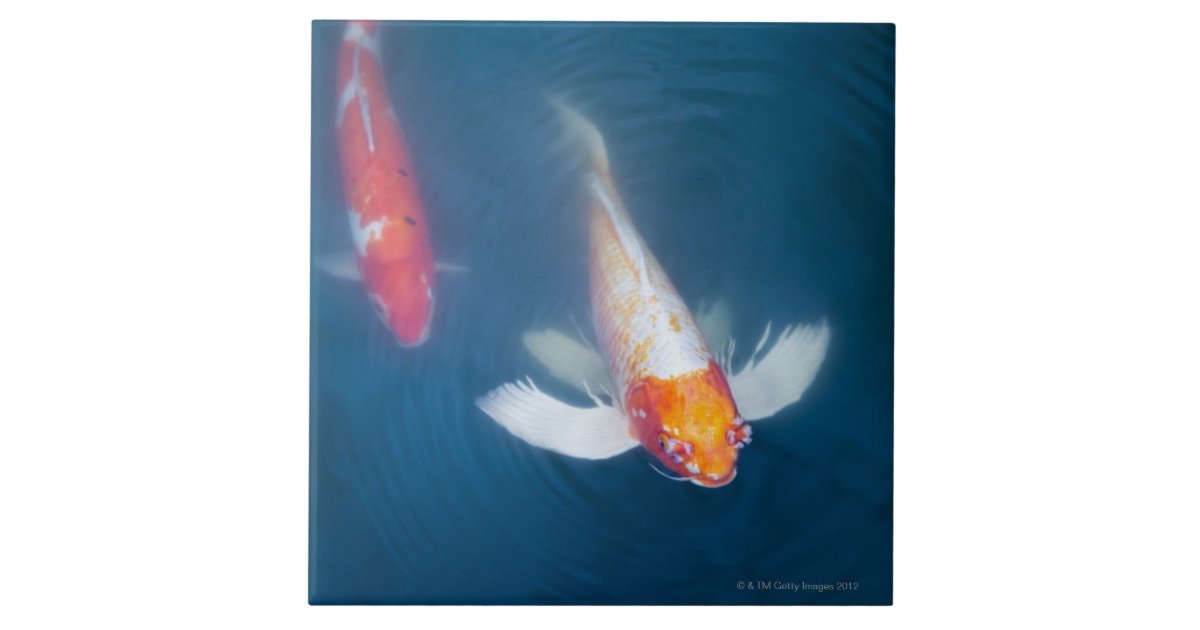 Two Japanese koi fish in pond Tile | Zazzle
