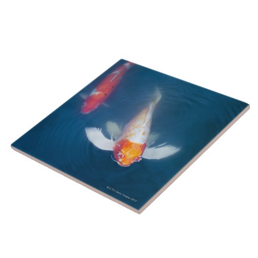 Two Japanese koi fish in pond Tile | Zazzle