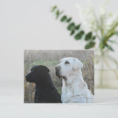 Two Labs Postcard | Zazzle