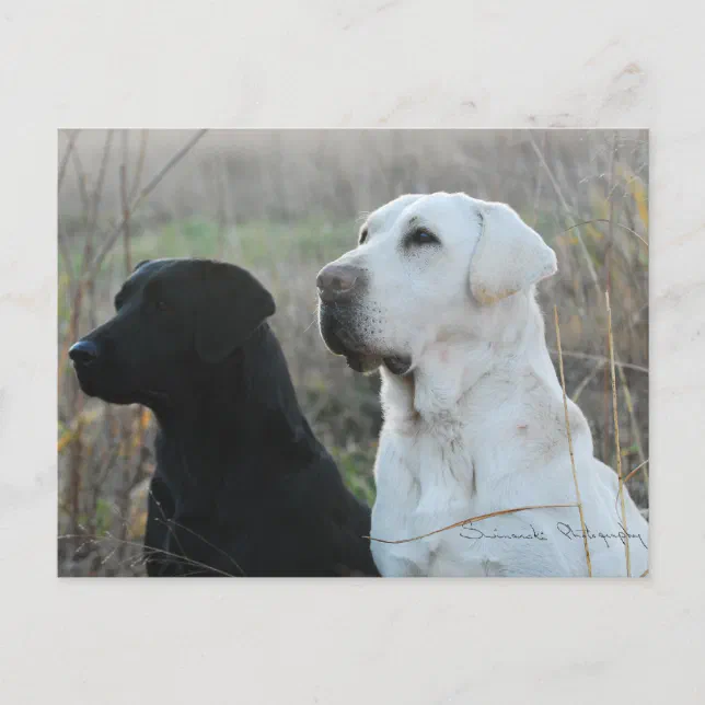 Two Labs Postcard | Zazzle