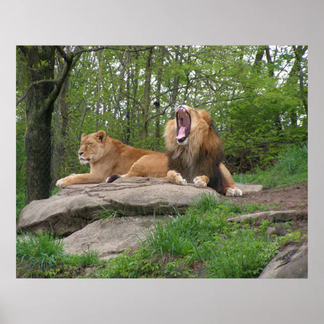 Two Lions Poster | Zazzle