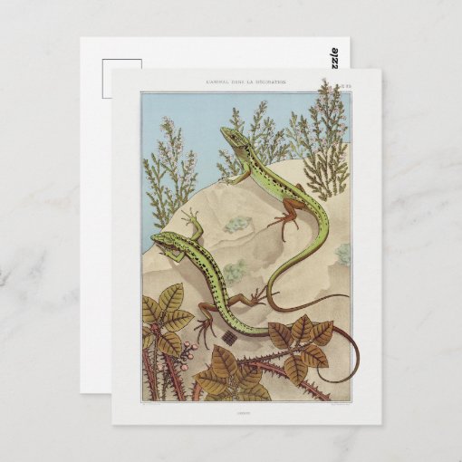 Two Lizards Vintage Fauna Illustration Postcard | Zazzle