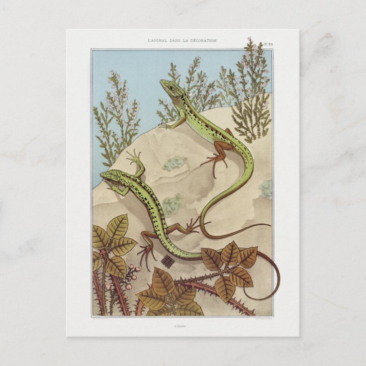 Two Lizards Vintage Fauna Illustration Postcard | Zazzle