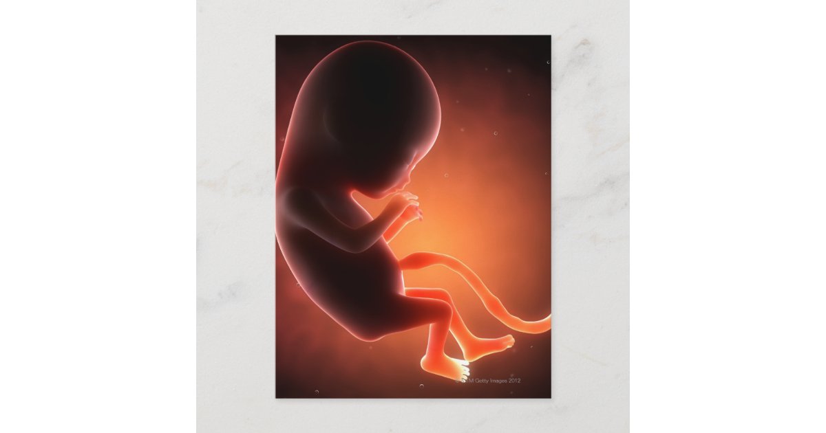 Two Month Old Fetus Postcard | Zazzle