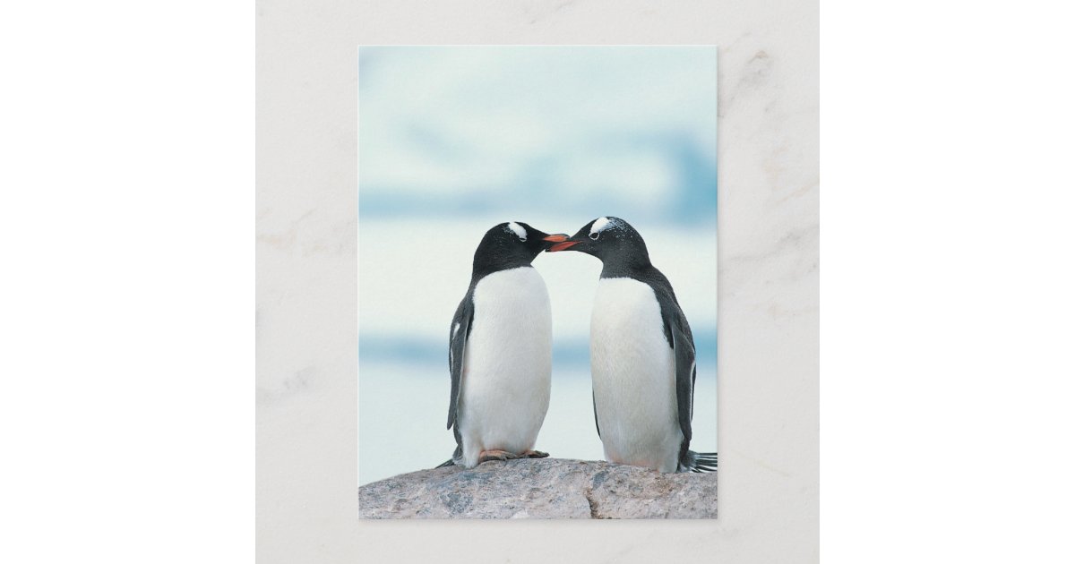 Two Penguins touching beaks Postcard | Zazzle