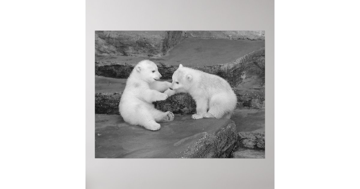 Two Polar Bear Cubs Poster | Zazzle