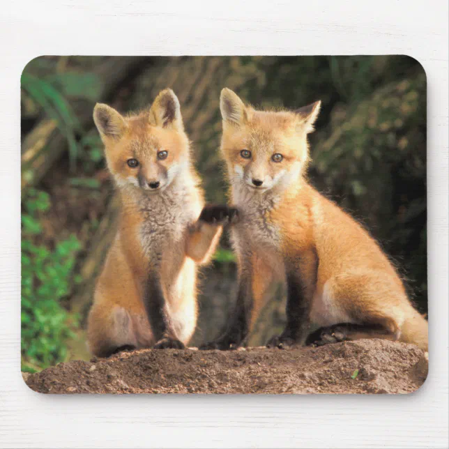 Two Red Fox Pups in Front of Their Den Mouse Pad | Zazzle