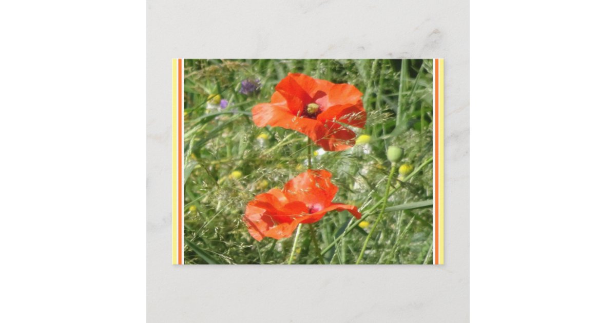 Two Red Poppies Wild Flowers DIY Postcard | Zazzle