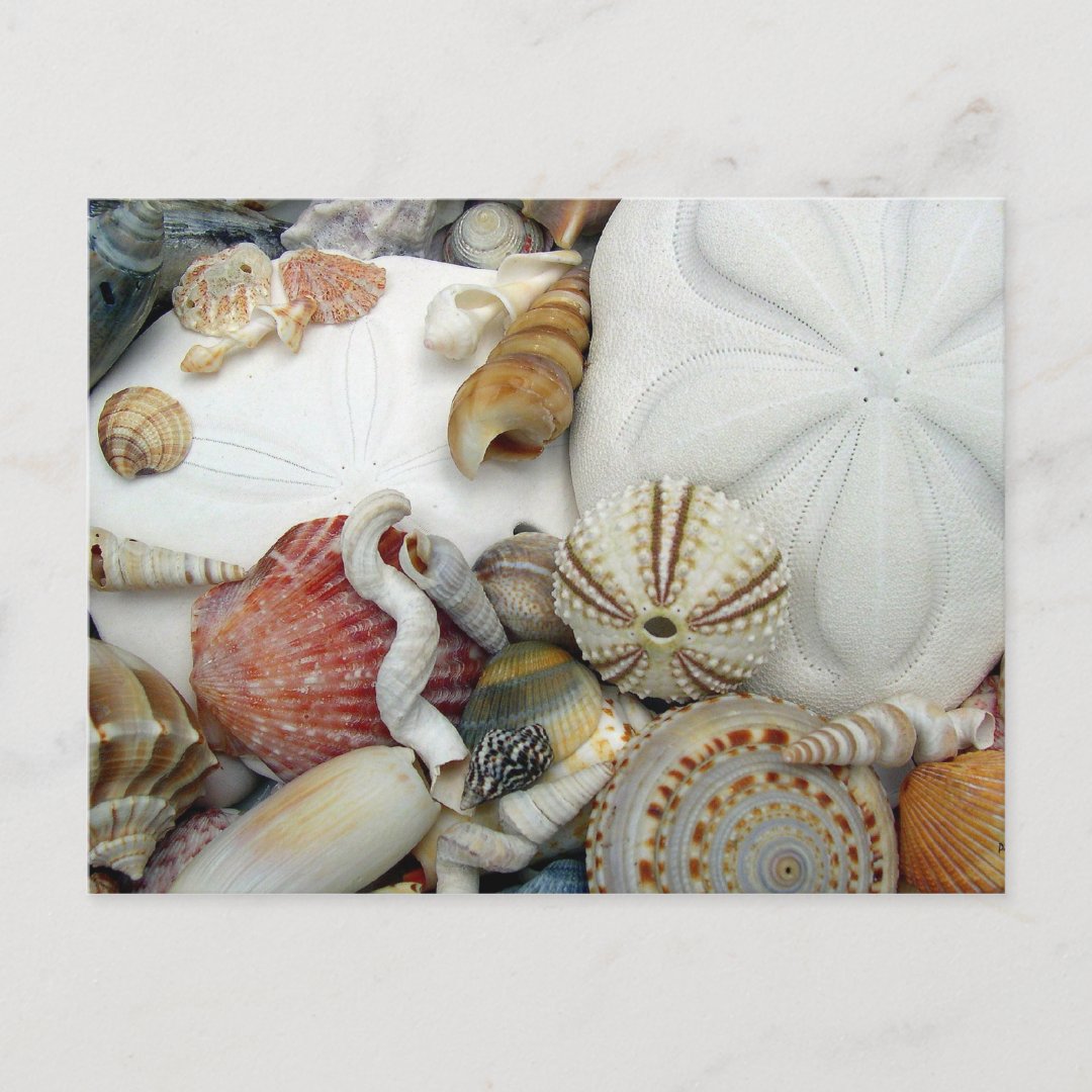 Two Sand Dollars Blank Postcard | Zazzle