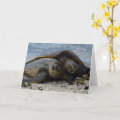 Two Sea Turtles Snuggling on the Sand Card | Zazzle