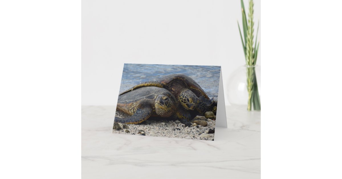 Two Sea Turtles Snuggling on the Sand Card | Zazzle