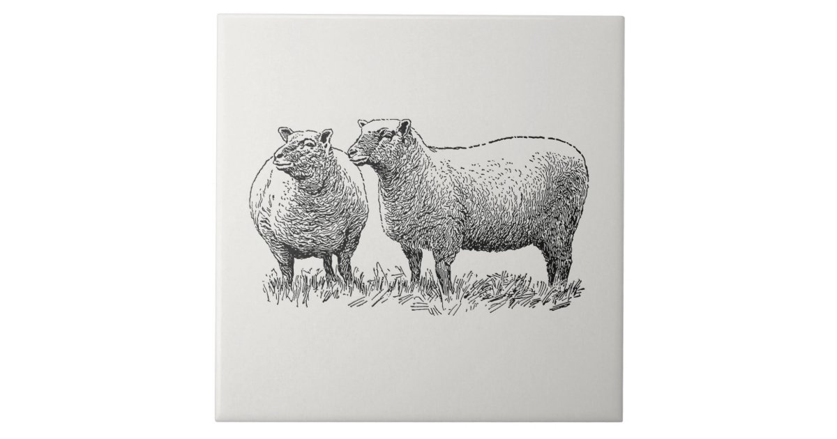 Two Sheep Illustrated Art Ceramic Tile | Zazzle