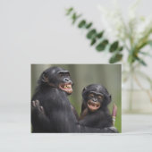 Two Smiling Bonobos Postcard | Zazzle