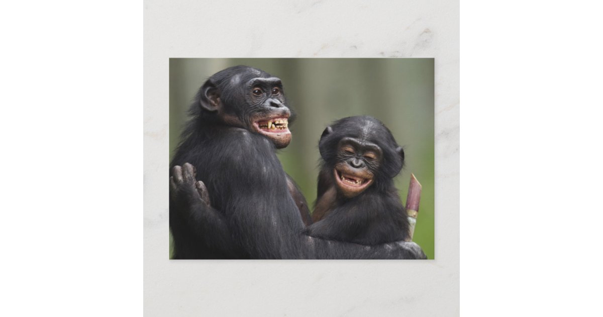 Two Smiling Bonobos Postcard | Zazzle