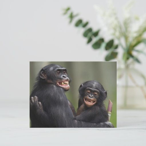 Two Smiling Bonobos Postcard | Zazzle