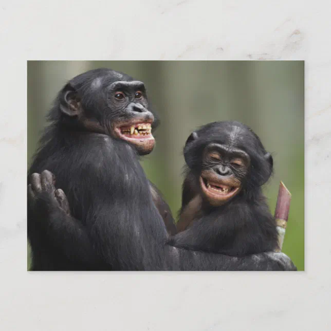 Two Smiling Bonobos Postcard | Zazzle