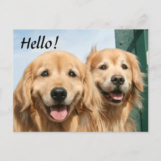Two Smiling Golden Retrievers Hello Postcard | Zazzle