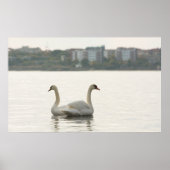 Two swans poster | Zazzle