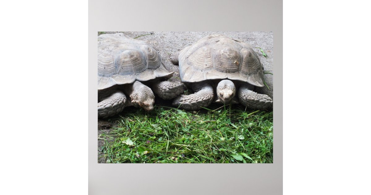 Two tortoises feeding animal poster | Zazzle