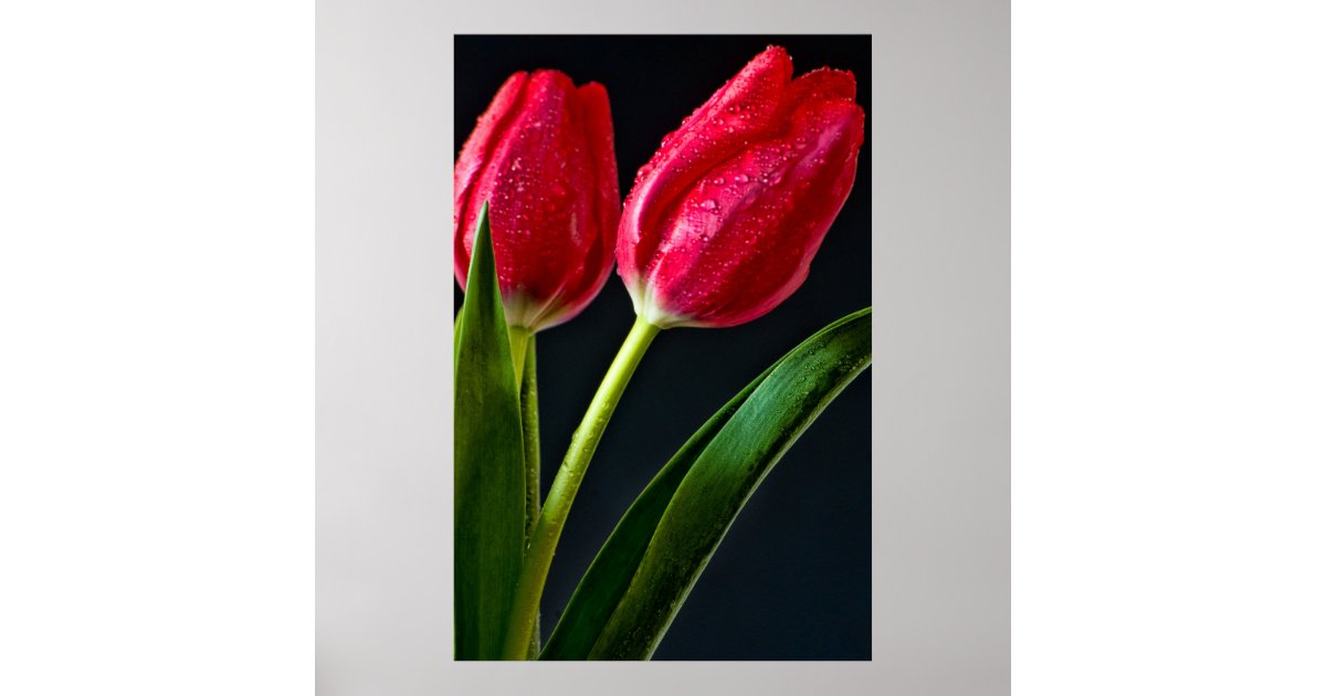 Two Tulips Poster | Zazzle
