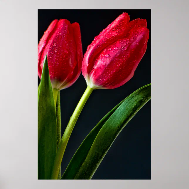 Two Tulips Poster | Zazzle
