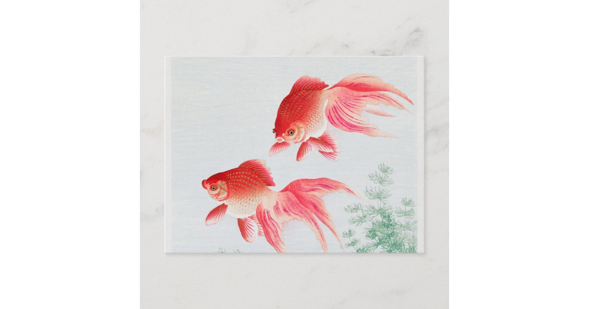 Two veil goldfish vintage postcard | Zazzle