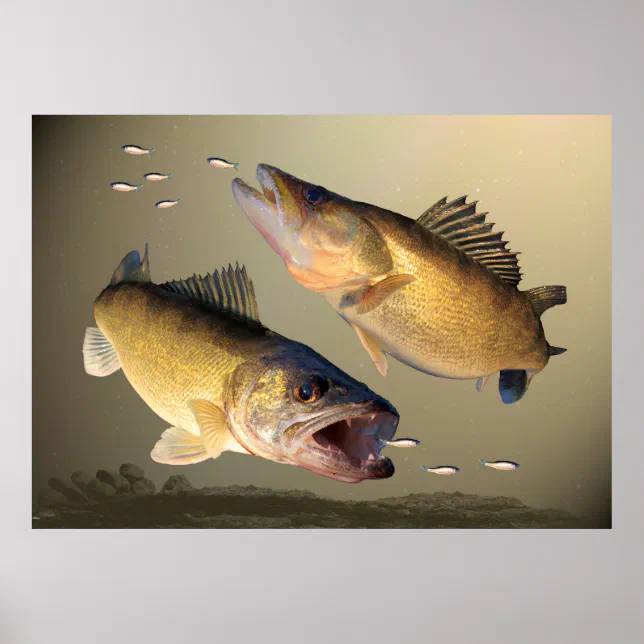 Two Walleye Feeding Poster | Zazzle
