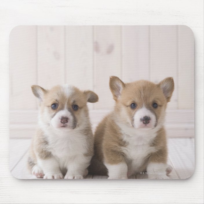 Two Welsh Corgi Sitting Mouse Pad | Zazzle.com