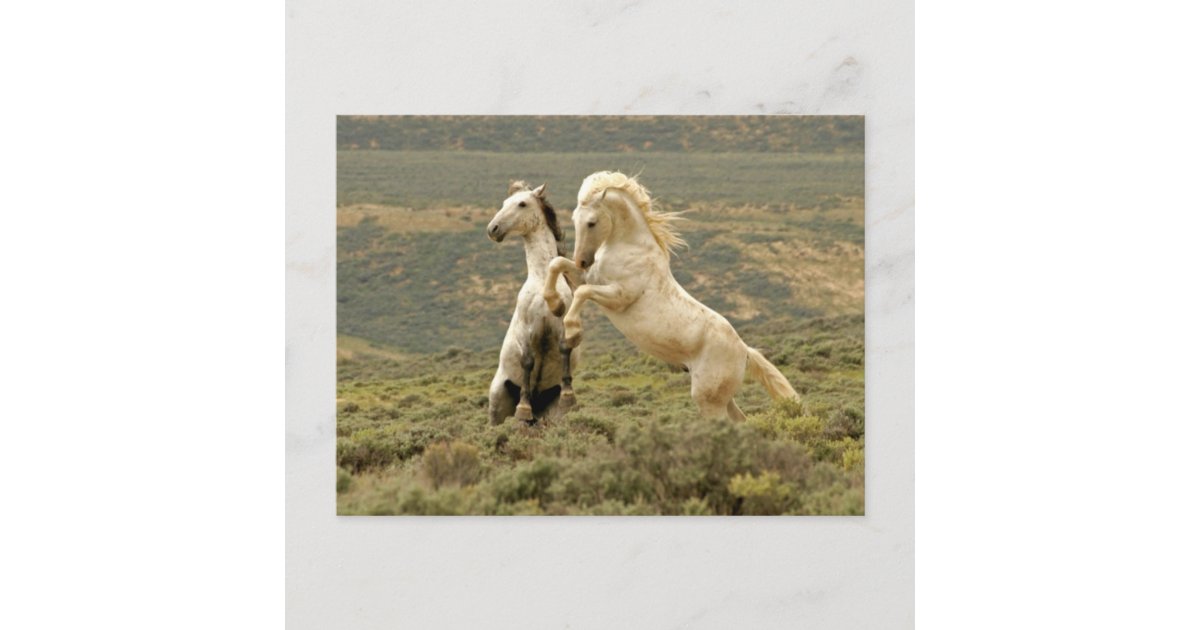 Two Wild Stallions Fight Postcard | Zazzle